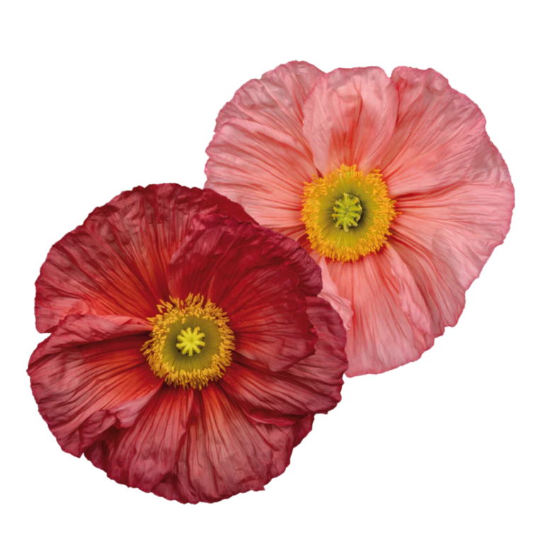 Femme Pétale Flower Farm – Cultivating a farm-to-vase mindset
